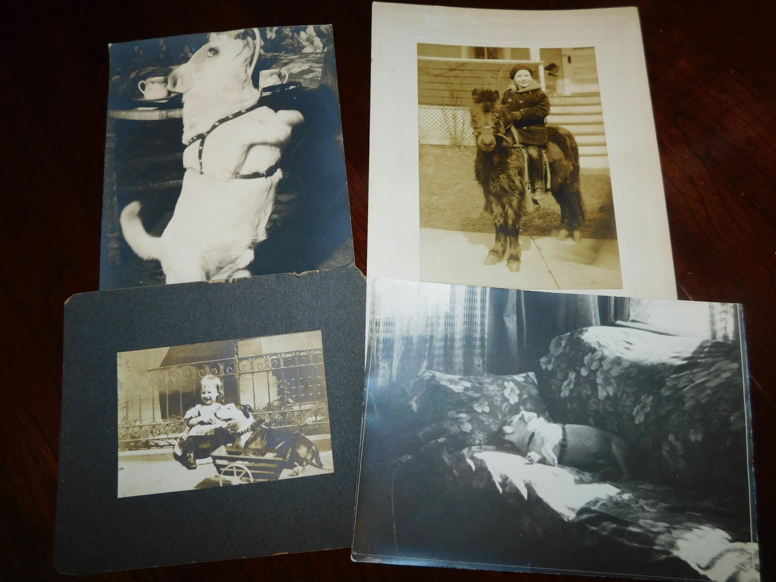 Group Of Cdv's And Photos Of Children And Animals