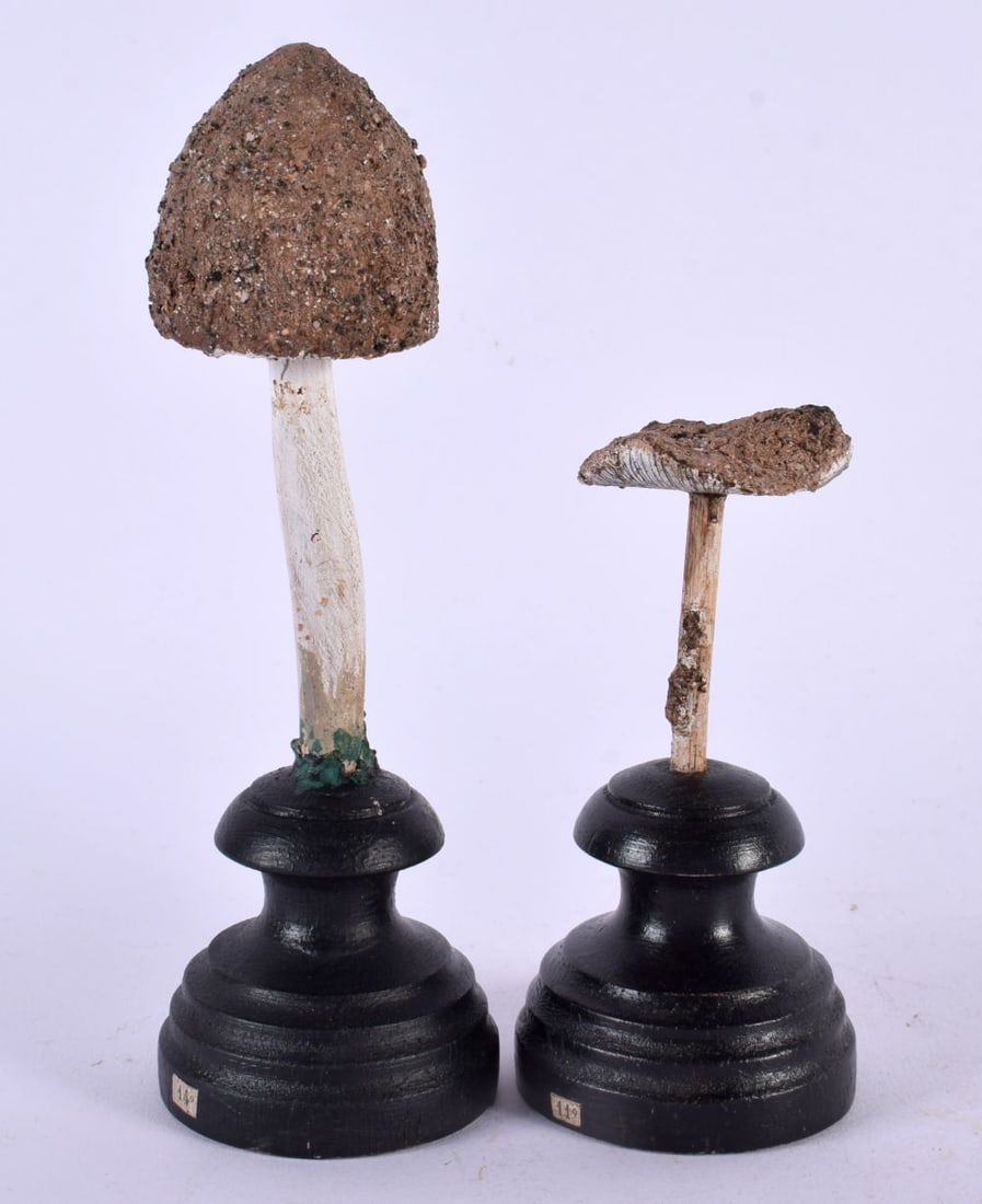 Two Taxidermy Type Folk Art Mushroom Specimens. Largest 17 Cm High. (2 ...