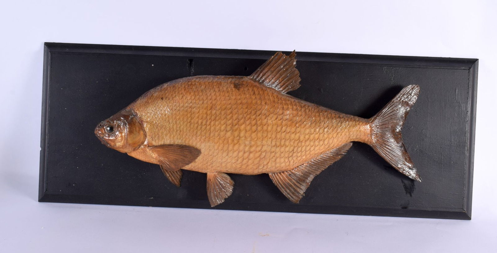 A Taxidermy Bream Fish. 70 Cm X 32 Cm. Auction