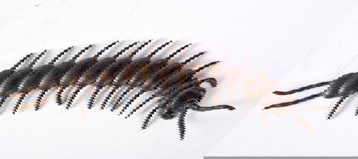 A Small Japanese Bronze Centipede 15 Cm.