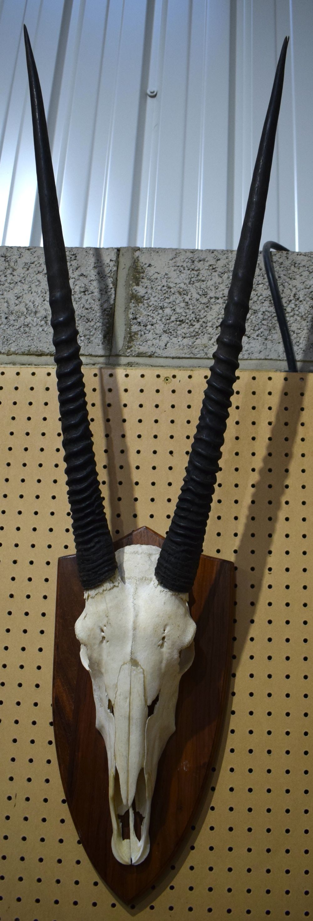 A Mounted Roan Antelope Skull With Horns 130 Cm Auction