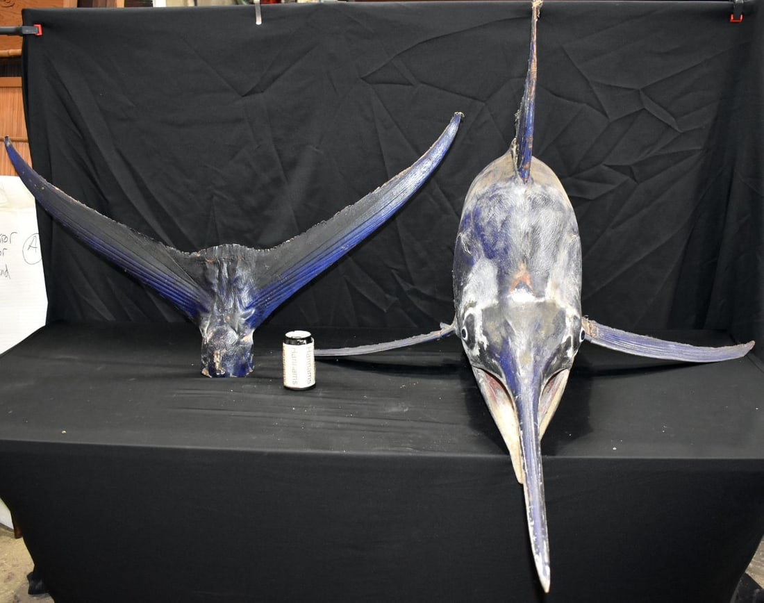 A Large Vintage Taxidermy Marlin Fish Head And Tail Display Piece 112 X ...