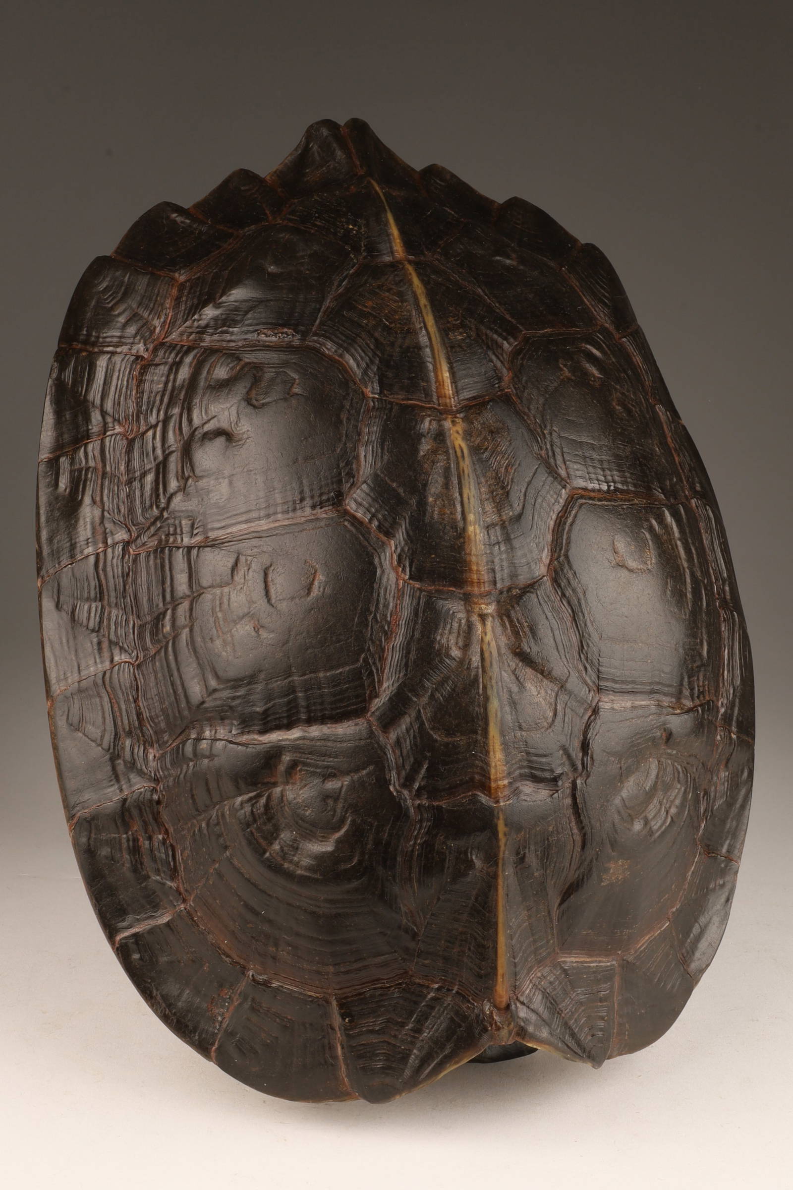 Taxidermy Turtle Tortoise Shell Auction