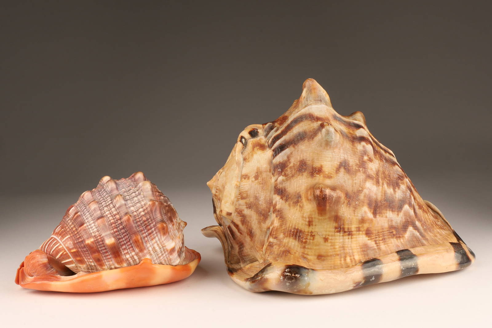 Pair Of Striped Conch Shells Mighty Queen Helmet Auction