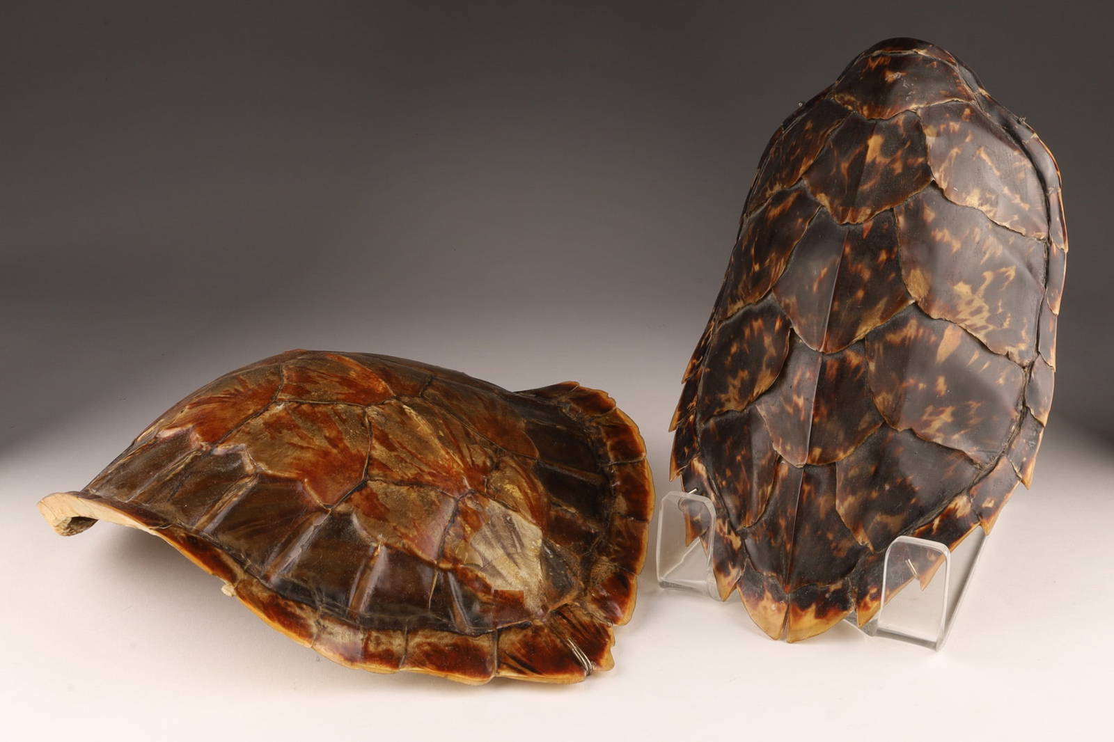 Pair Antique Taxidermy Turtle Shells Auction