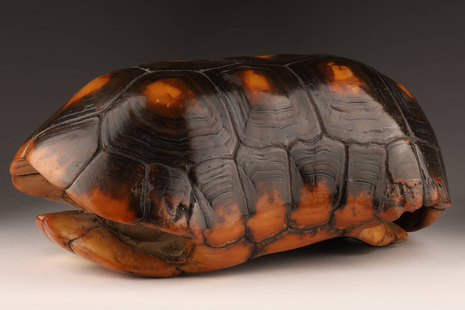Old Large Taxidermy Turtle Tortoise Shell Auction