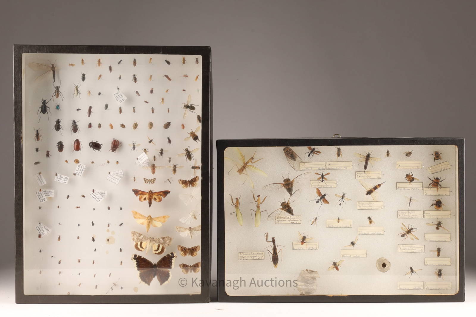 Collection Entomology Framed Insect Shadow Boxes Auction