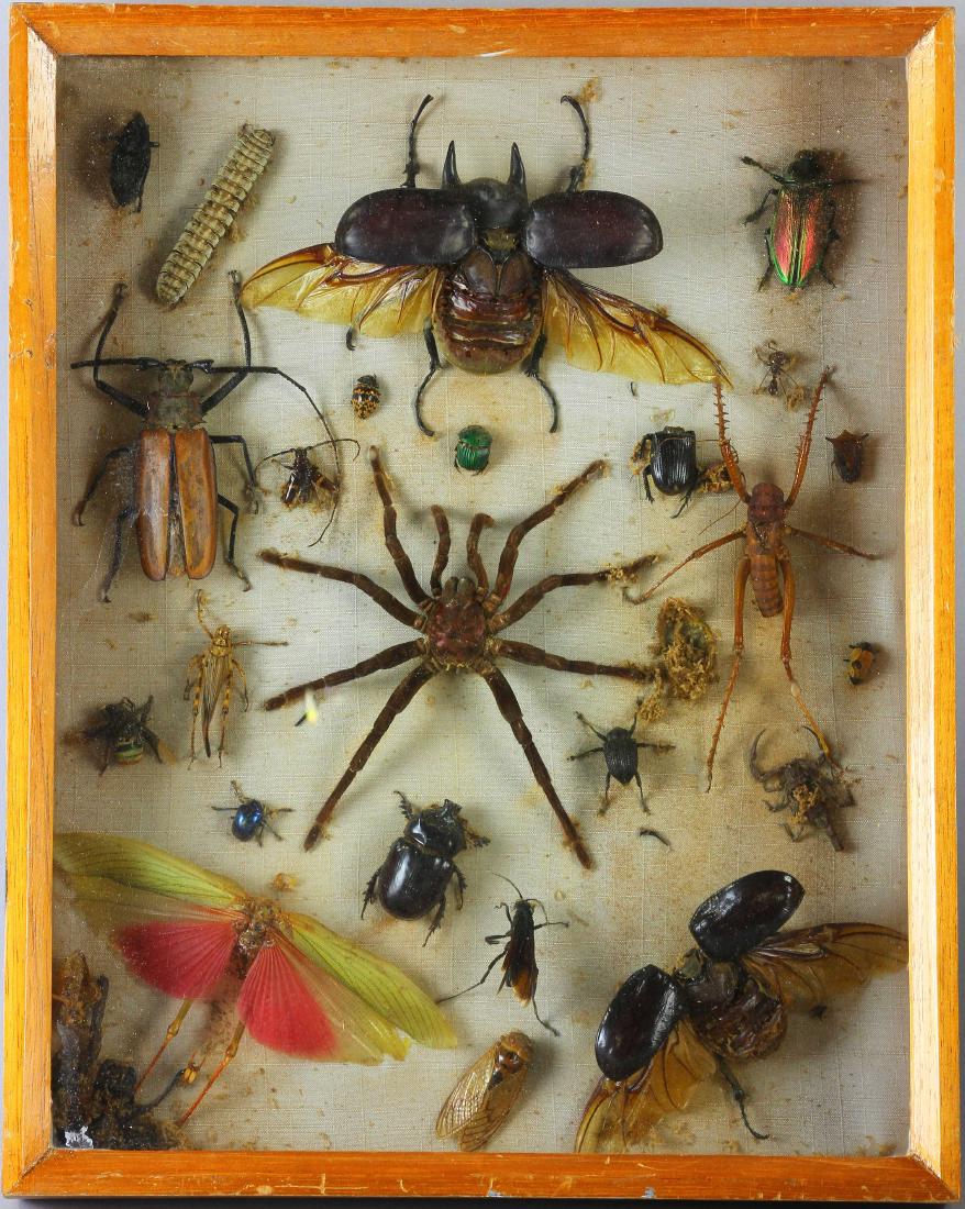 Diorama of Florida Bugs
