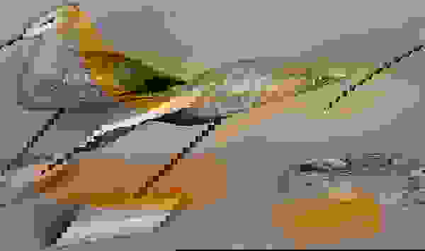 Hand Carved Shorebirds Signed By H.v. Shourds