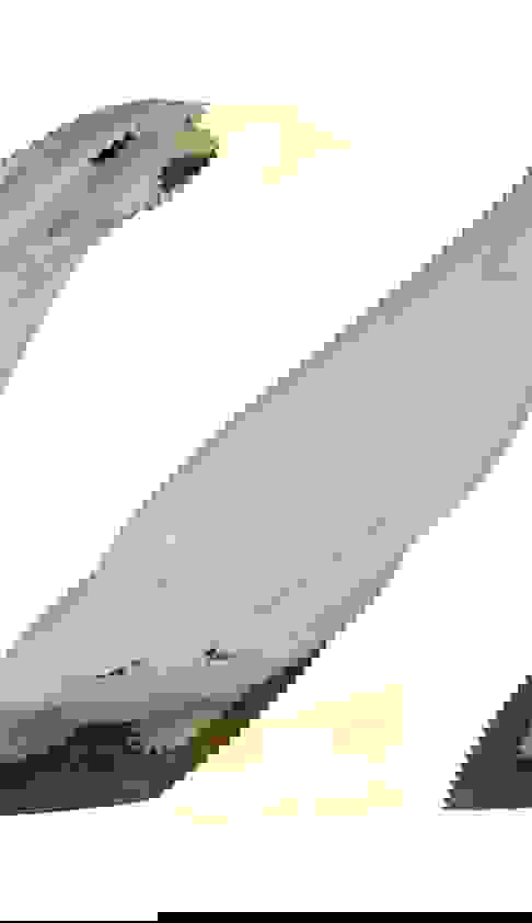 Lou Rankin Concrete Polar Bear Auction