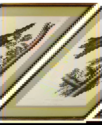 Audubon Print, Jt Bowen, Oregon Flying Squirrel