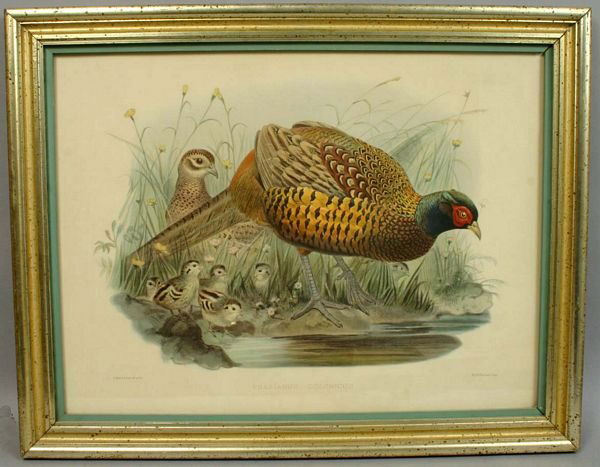 19th C. Pheasant Print By J. Wolf And J. Smit