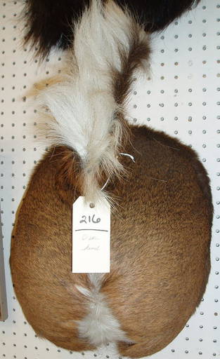Whitetail Deer Butt Mount
