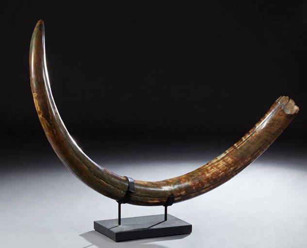 Fossilized Woolly Mammoth Or Mastodon Tusk, Measuring