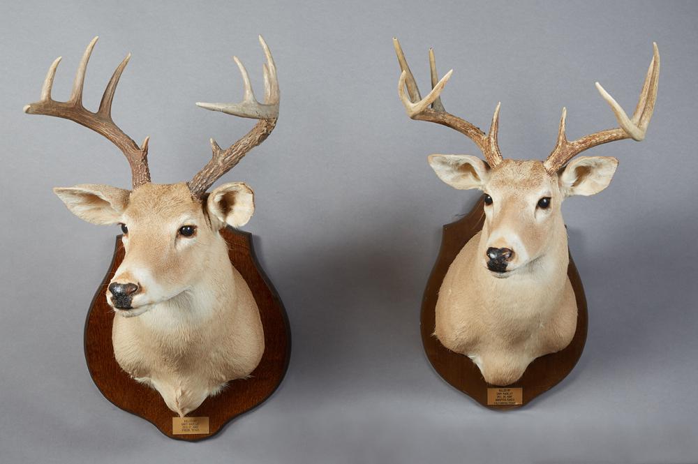 Two Large Taxidermied Deer Head Mounts, 20th C, One