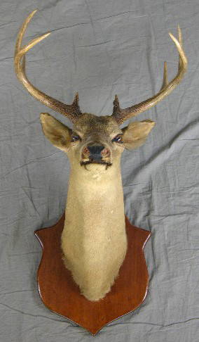 Taxidermied Deer Head, With 8 Points, On A Carved