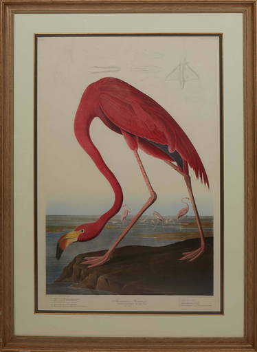 John James Audubon (Haitian/American, 1785-1851), "American Flamingo ...