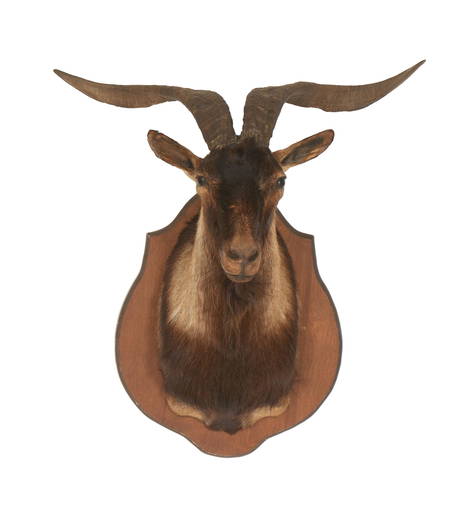 Taxidermy Catalina Goat Shoulder Mount