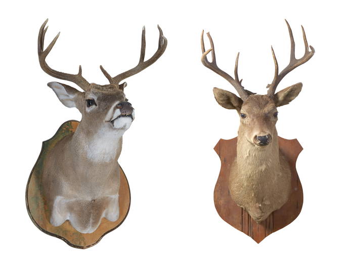 Two Taxidermied Deer Head Mounts, 20th C., Twelve H. 40 In., W. 16 1/2 ...