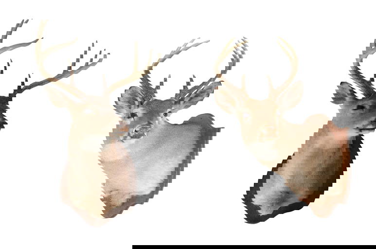 Two White Tail Deer Buck Mounts, 20th C., Eight Point H. 36 In., W. 20 ...