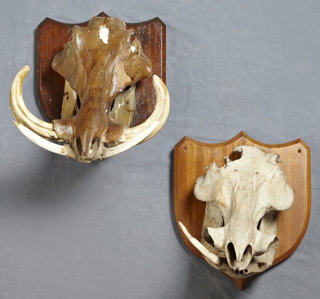 Two Wild Boar Skull Mounts, on shield shaped mahogany b