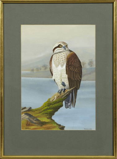 Patricia Quinlan, "study Of A Ospray (sic)," 20th C.,