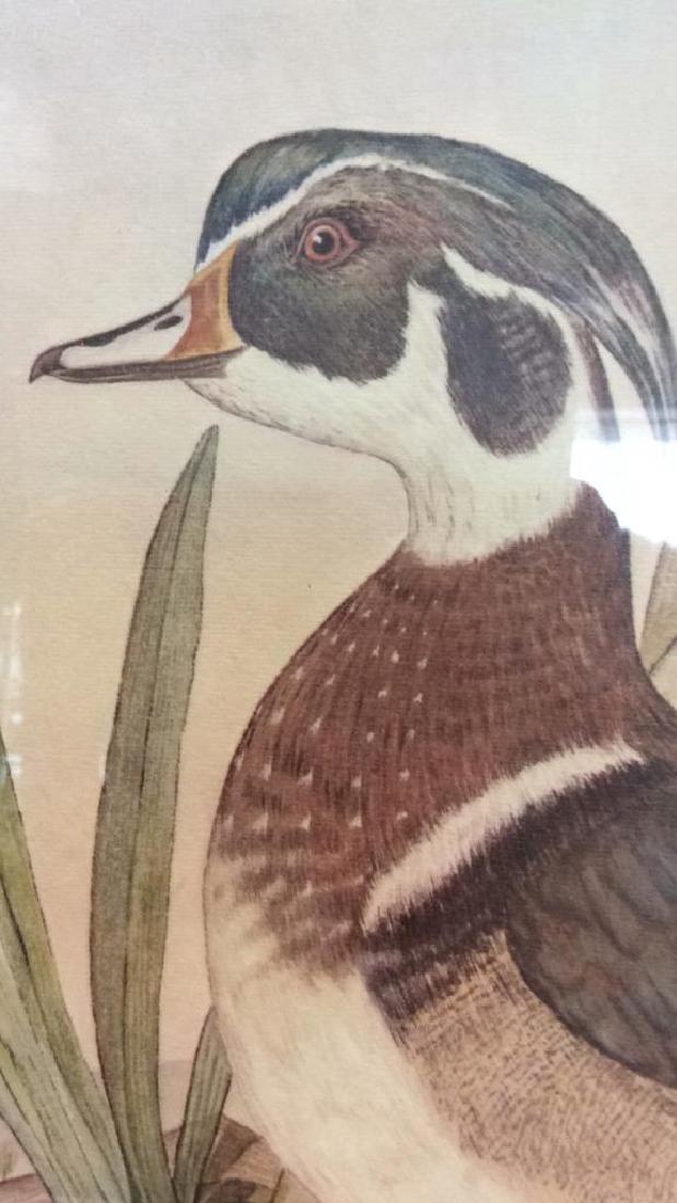 EDWARD D. WILLIAMS WOOD DUCK Artwork