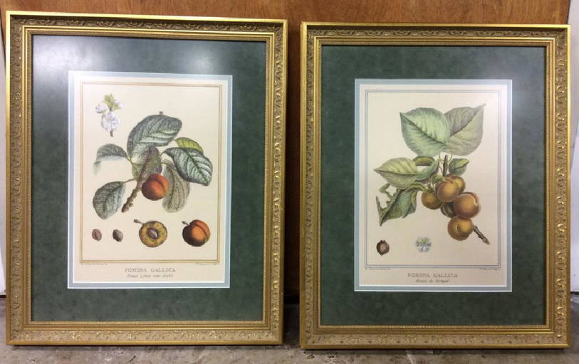 Lot 2 Pomona Gallica Framed Fruit Prints