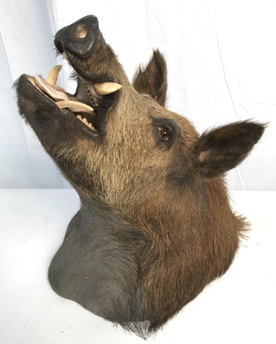 Boars Head Taxidermy Wall Mount