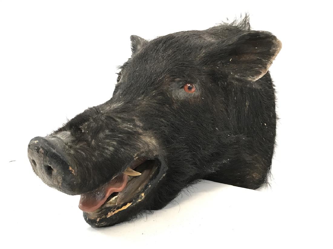 Wild Boar Head Taxidermy Mount