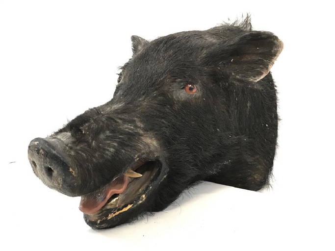 Wild Boar Head Taxidermy Mount