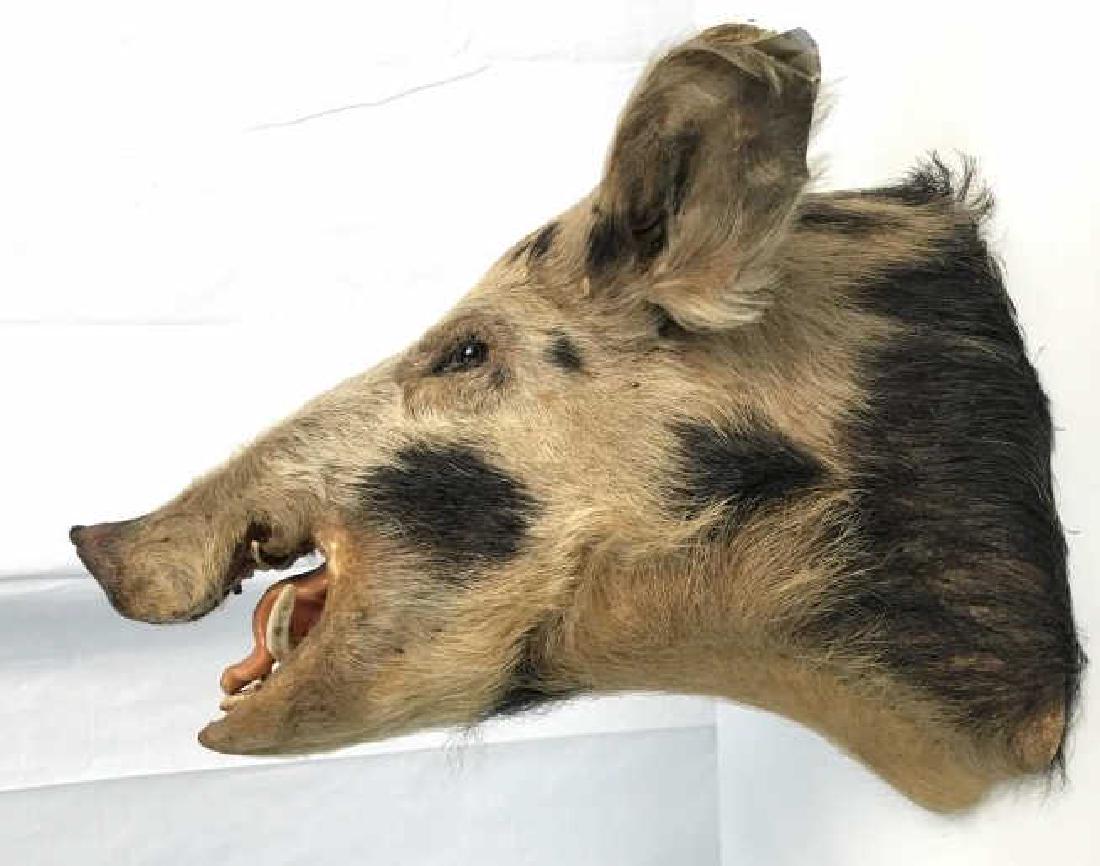 Wild Boar Taxidermy Wall Mount