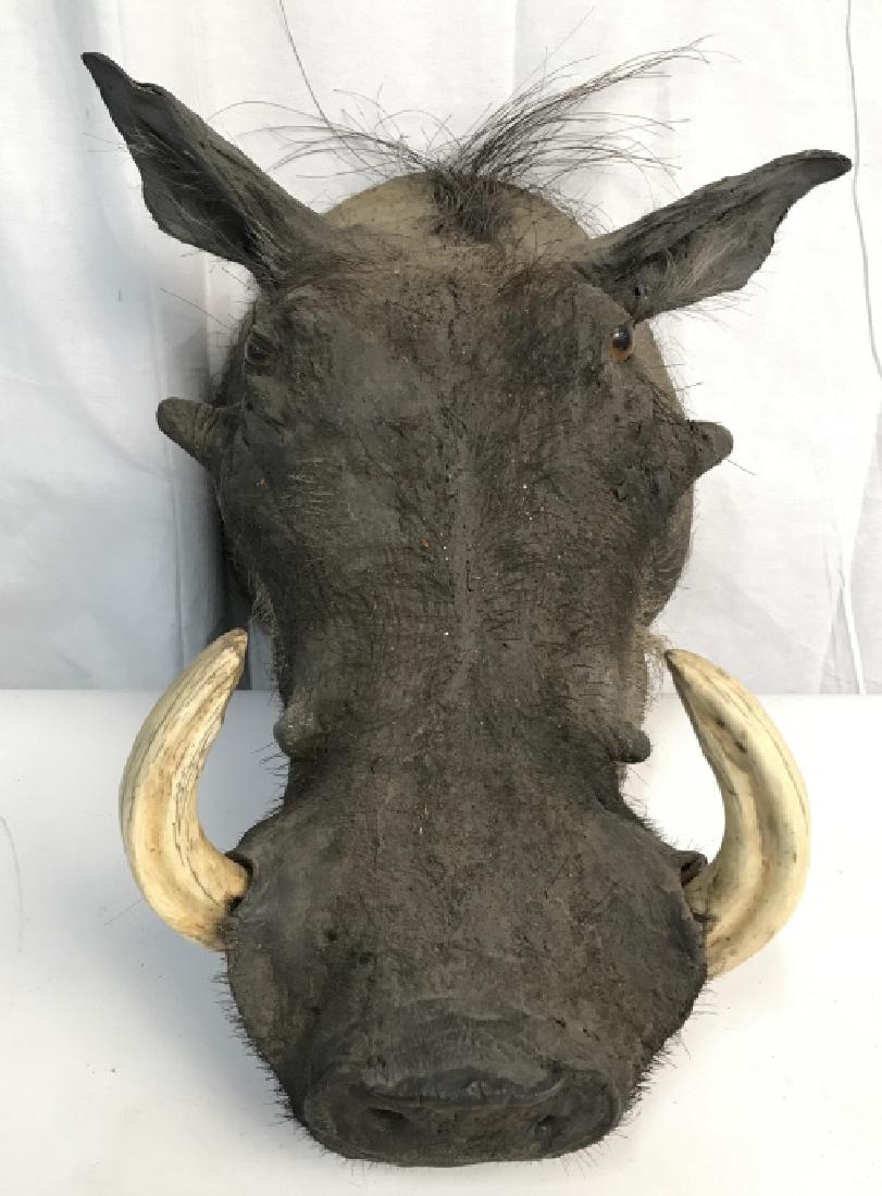 Warthog Taxidermy Wall Mount