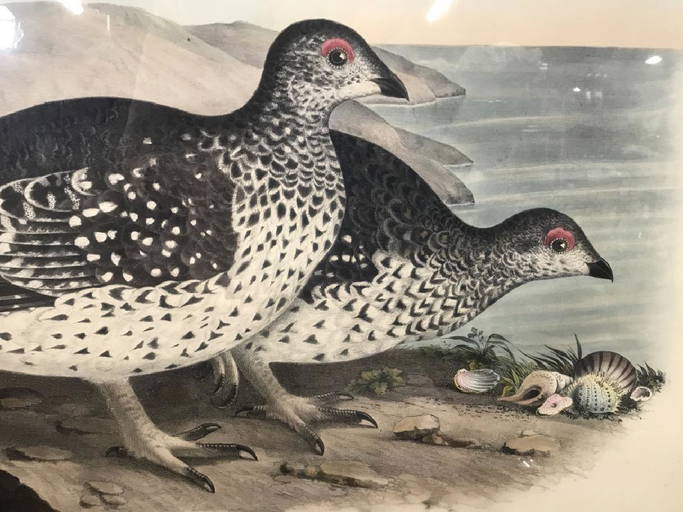 Framed Bowen And Co Arctic Grouse Lithograph