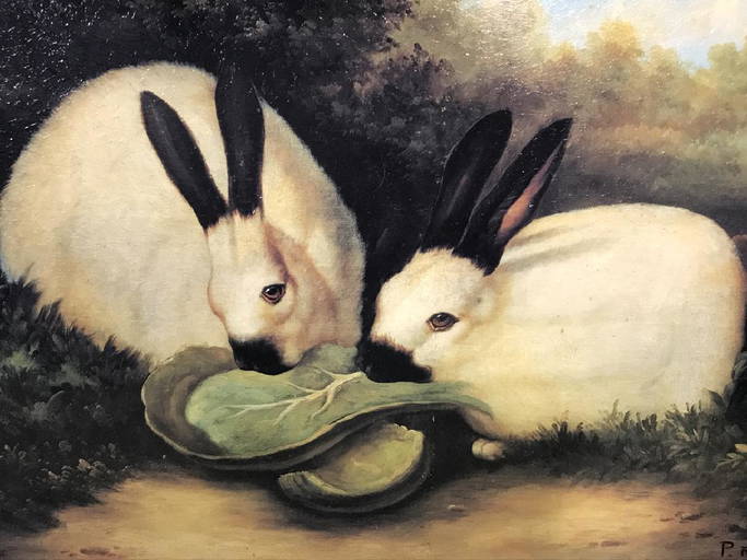 Framed Rolence Print, Himalayan Rabbits