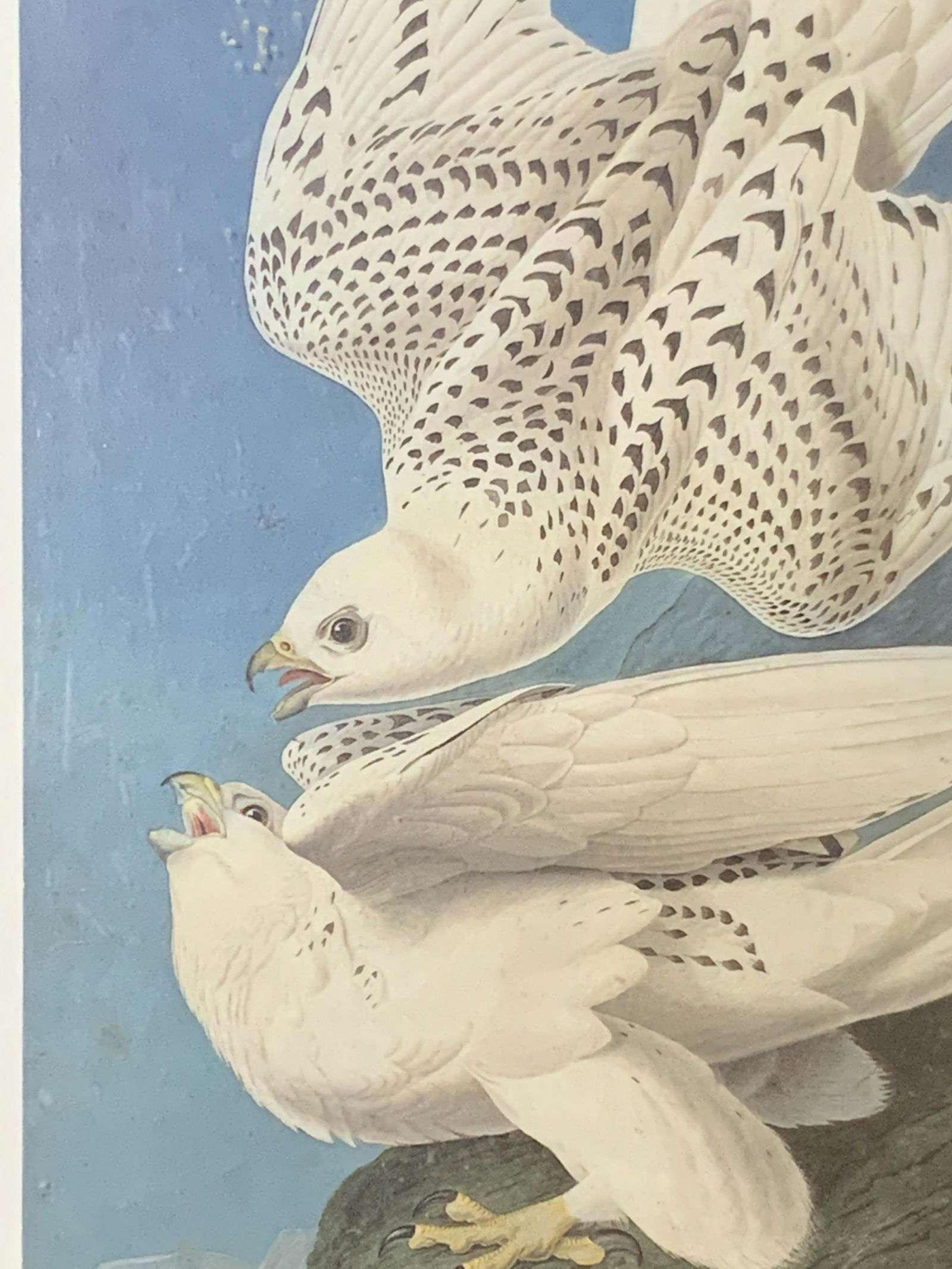 Relief Lithograph of Falcons - Aug 12, 2020 | The Benefit Shop ...