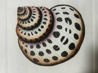 Dan Mitra Common Loon Etching