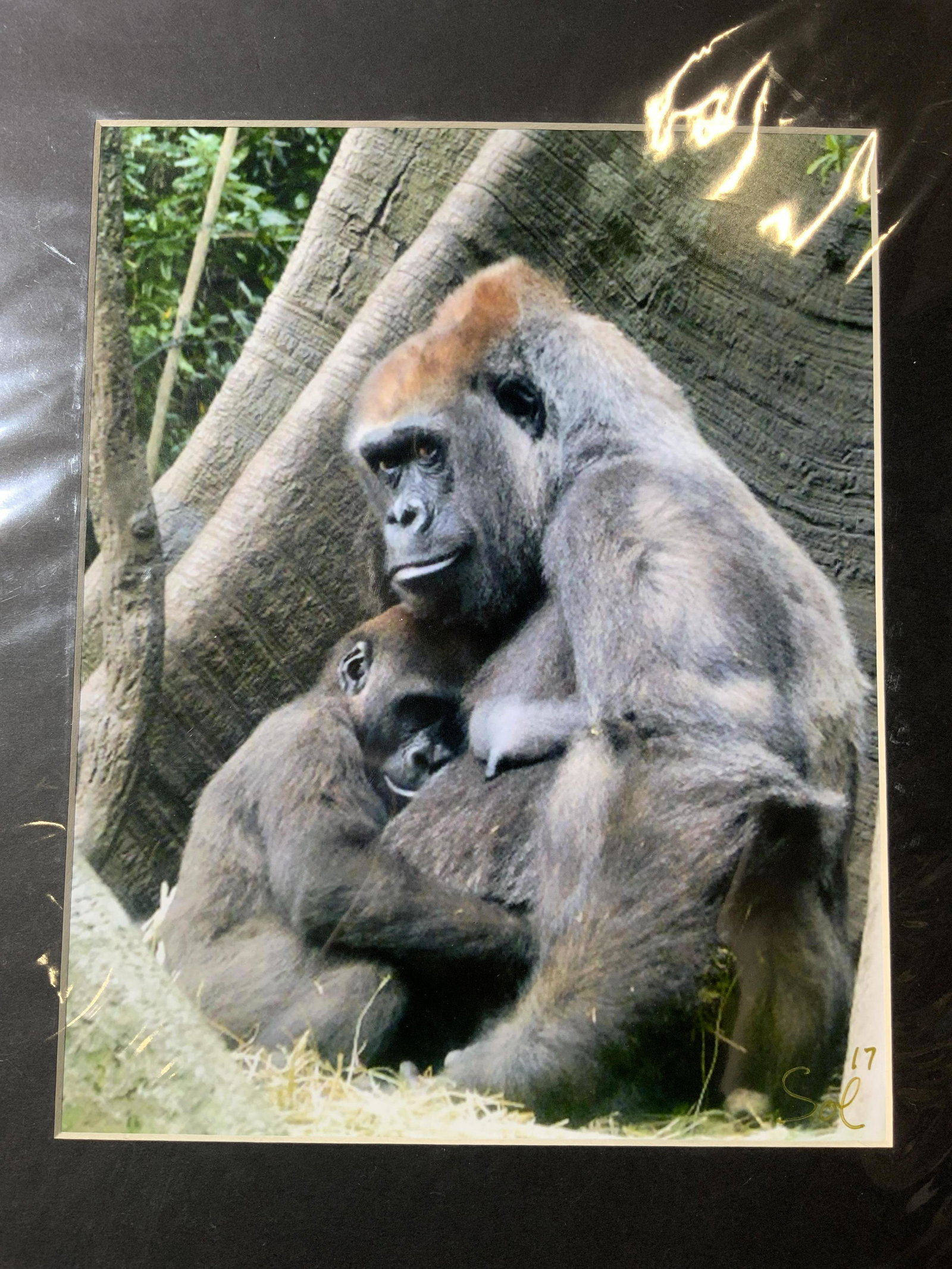 Sol Gorilla Parent With Child Photograph
