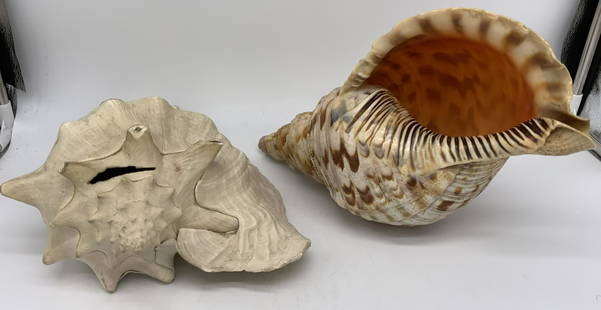 Large Queen Conch Sea Shell