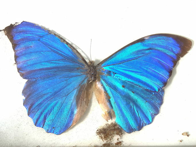 Framed Morpho Anaxibia Blue Winged Butterfly