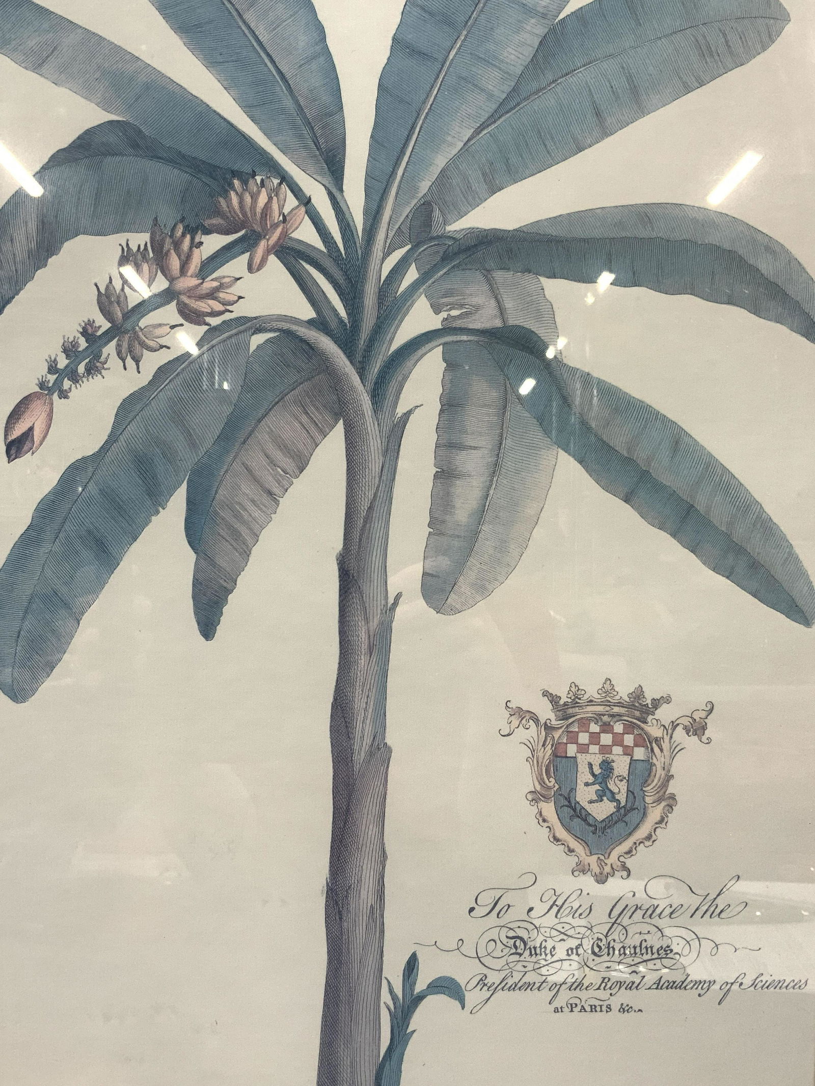 G.D.Ehret Colored Plate Etching Palm Tree Litho (#0516) on Jan 04, 2023 ...