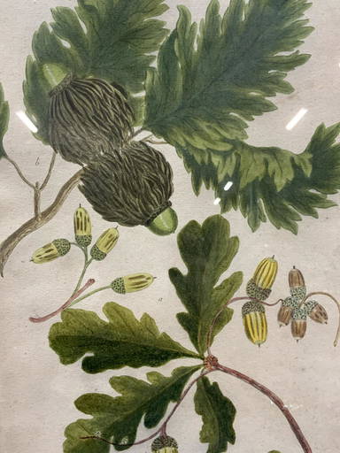 Johann Weinmann Hand Colored Oak Leaf Etching (#0545) on Jan 25, 2023 ...