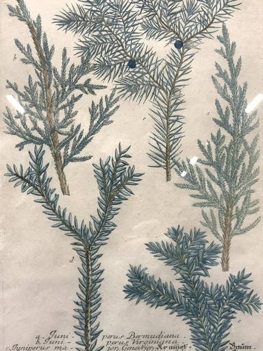 Johann Weinmann Bermuda Juniper Colored Etching (#0547) on Jan 25, 2023 ...