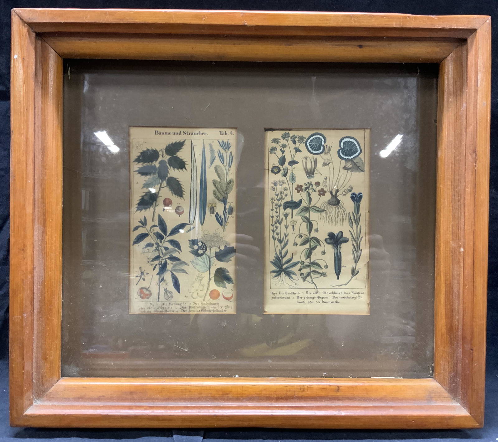 2 Framed Baume Und Straucher Colored Botanicals Auction 2 Framed Baume Und Straucher Colored Botanicals Auction