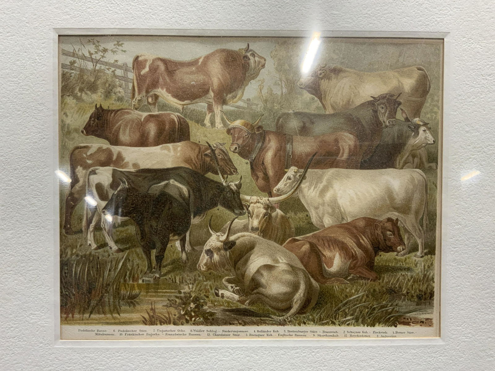 19th Century Cattle Chromolithograph Print Auction
