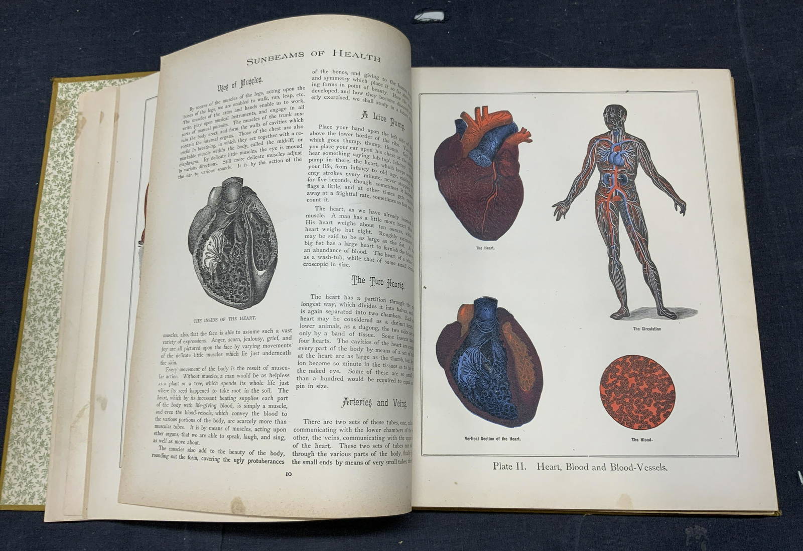 1889 Sunbeams Of Health & Temperance, Illustrated Auction