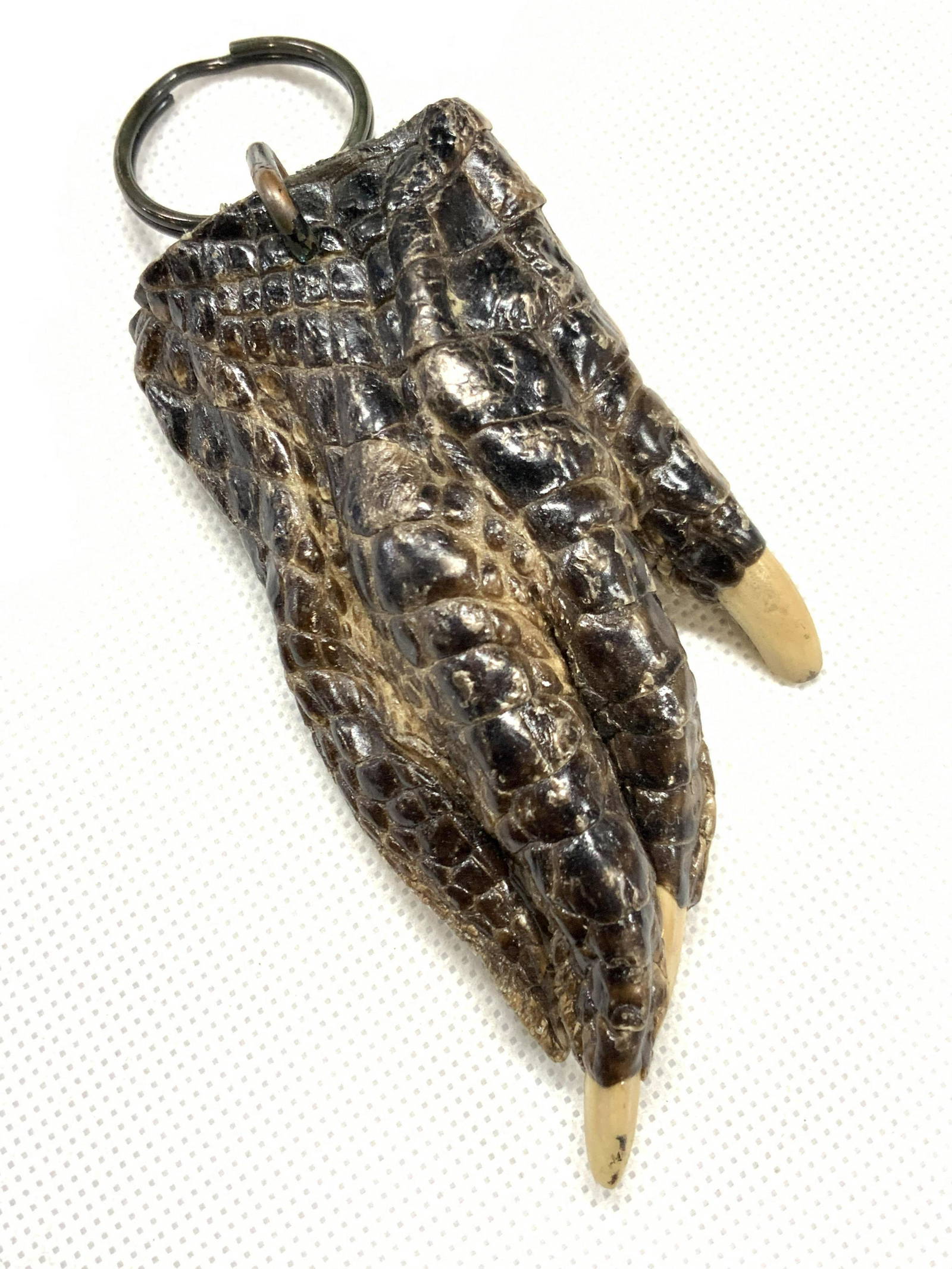 Preserved Alligator Claw Keychain Auction