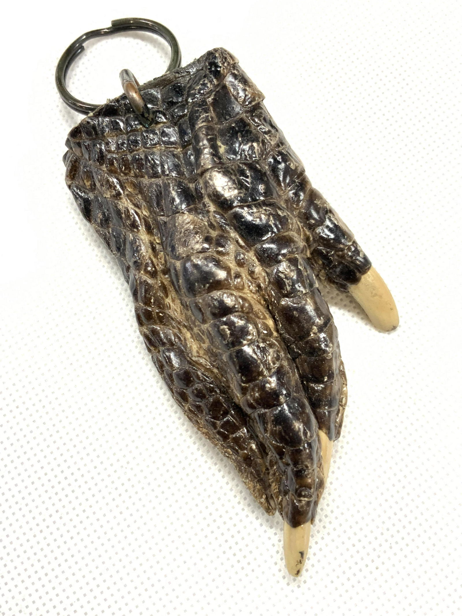 Preserved Alligator Claw Keychain Auction