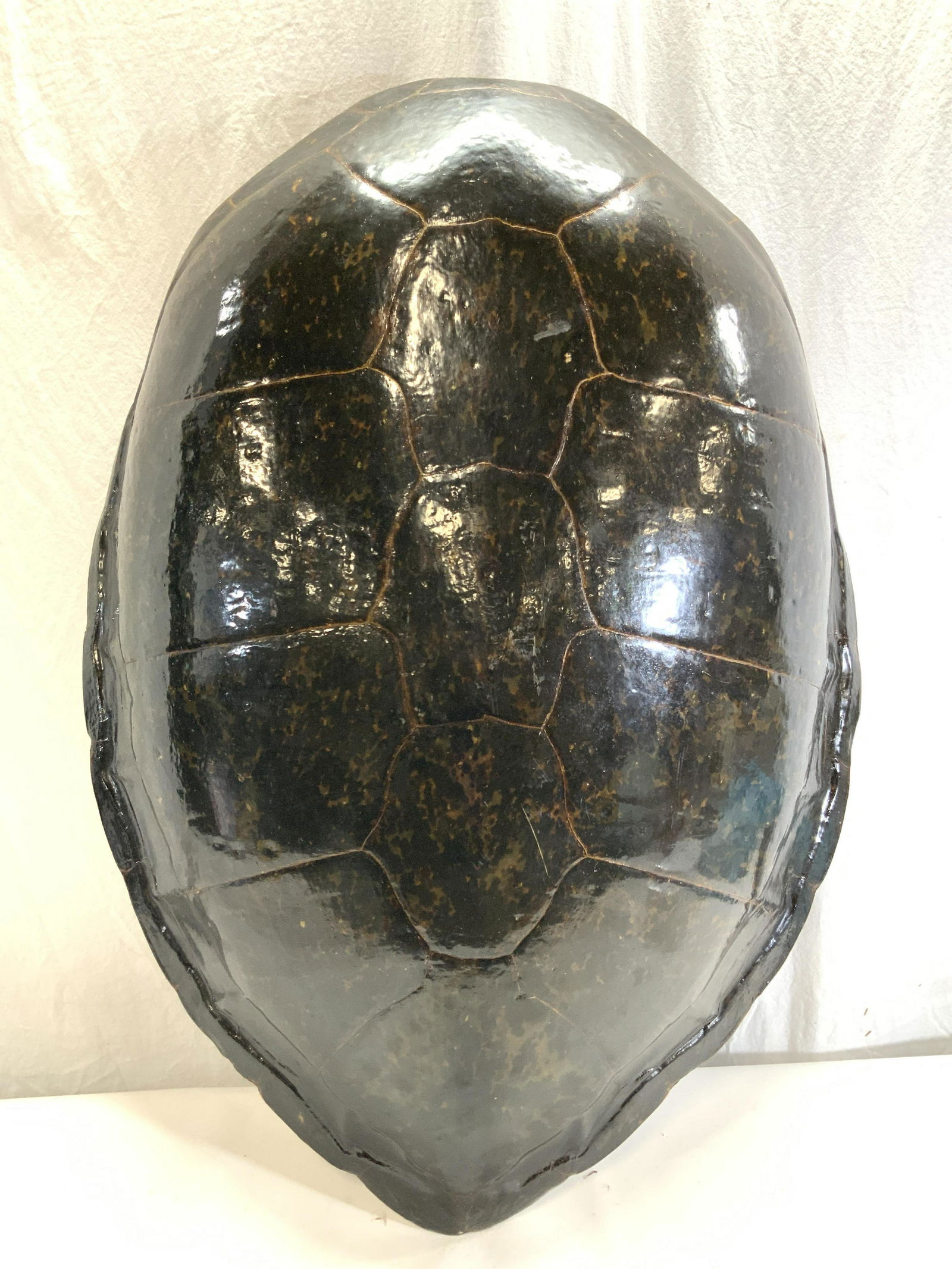 Xl 3ft3in Tall Preserved Sea Turtle Shell