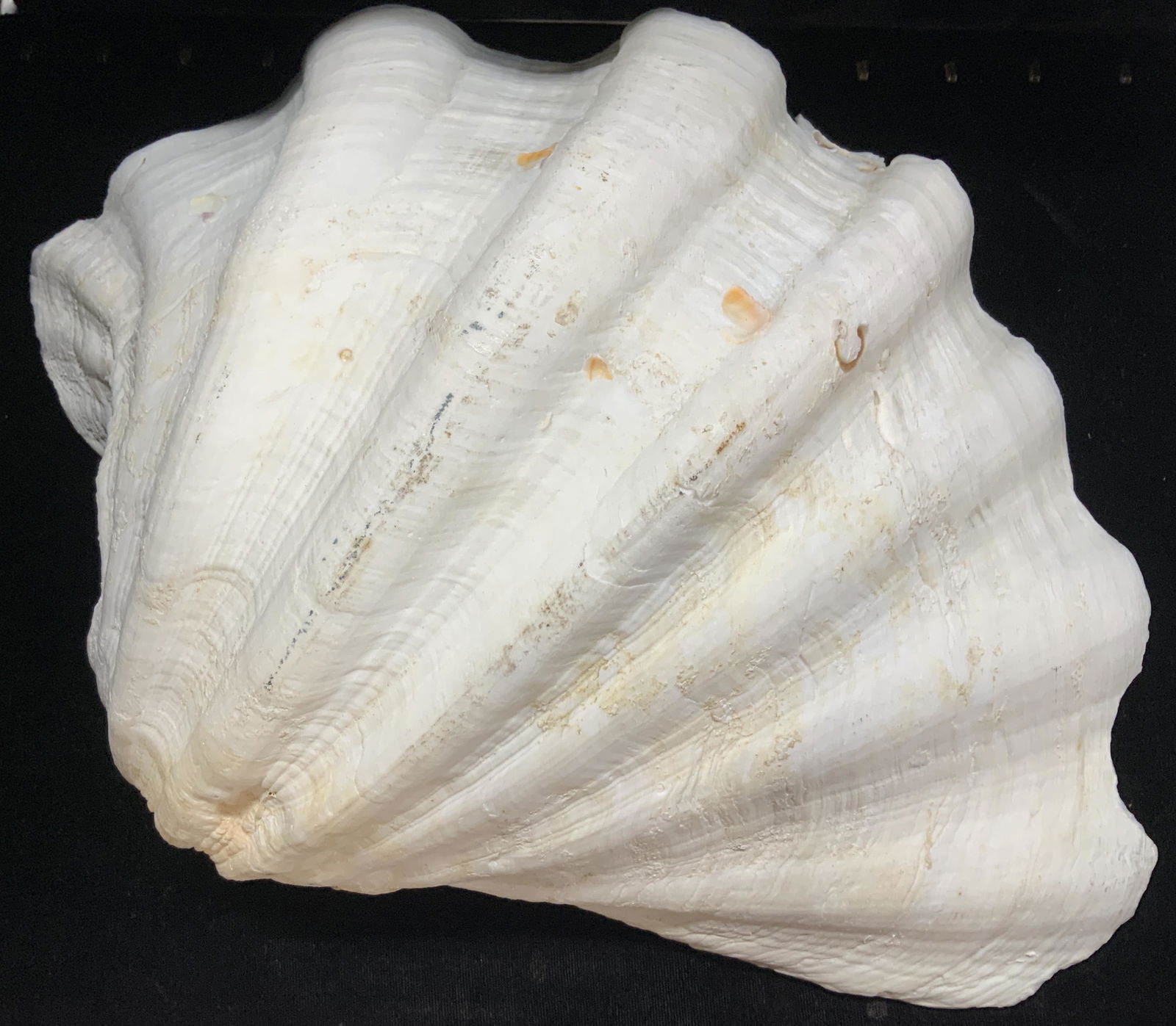 South Sea Clam Shell, 14 In. Auction